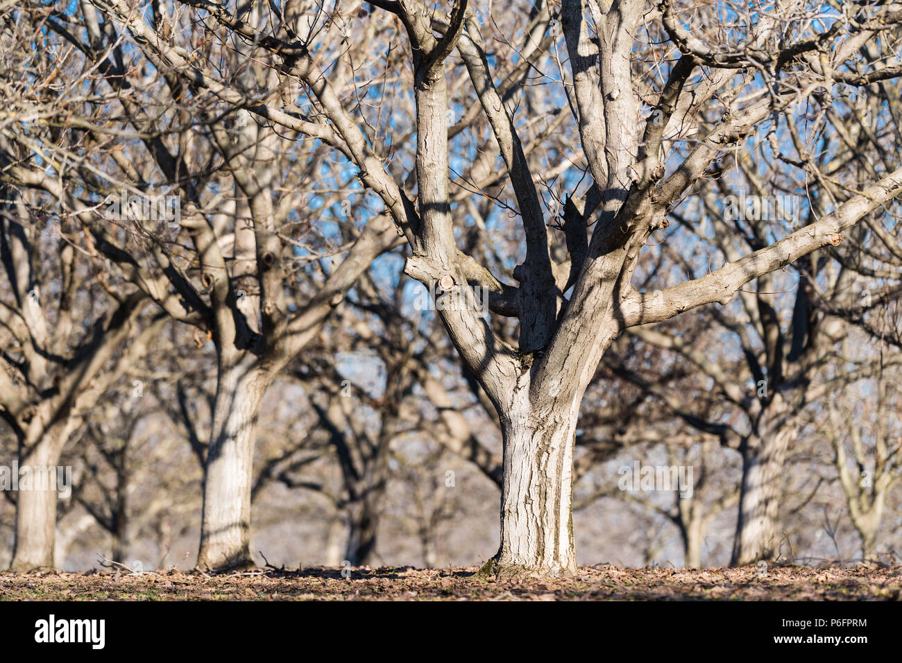 Orchard agriculture grow nut nuts hi-res stock photography and images ...