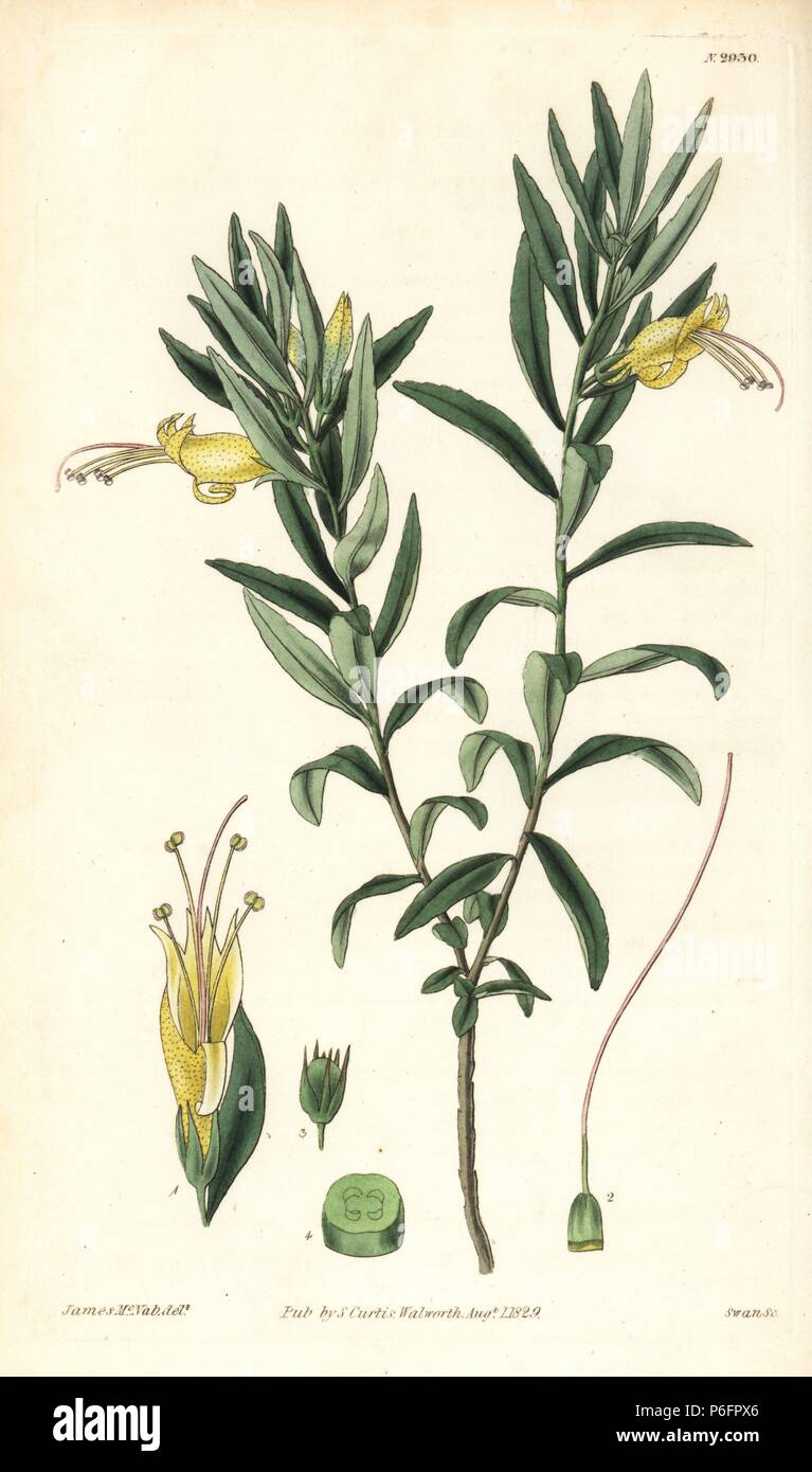 Clammy stenochilus, Stenochilus viscosus. Handcoloured copperplate ...