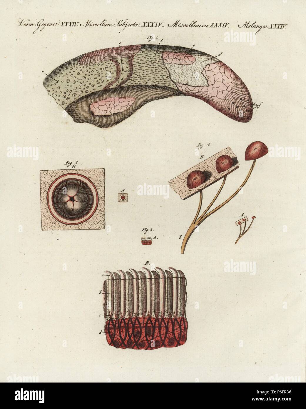 Foliate papillae hi-res stock photography and images - Alamy