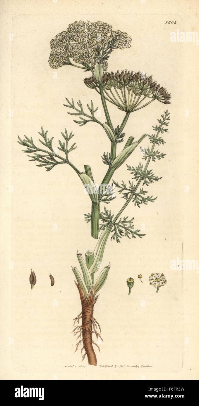 Caraway, Carum carvi or Carum carui. Handcoloured copperplate engraving ...