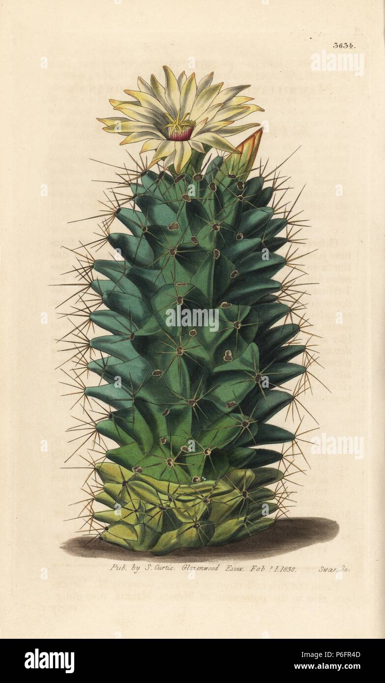 Cactus Scientific Illustration