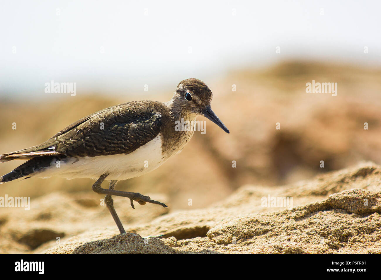 Actitis hypoleucos bird of Scolopacidae family on beach near sea ...