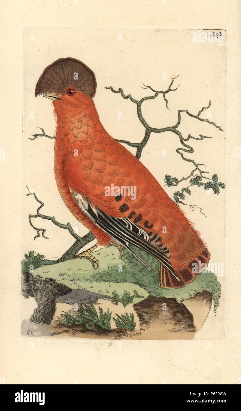 Guianan cock-of-the-rock, Rupicola rupicola (Rock manakin, Pipra ...