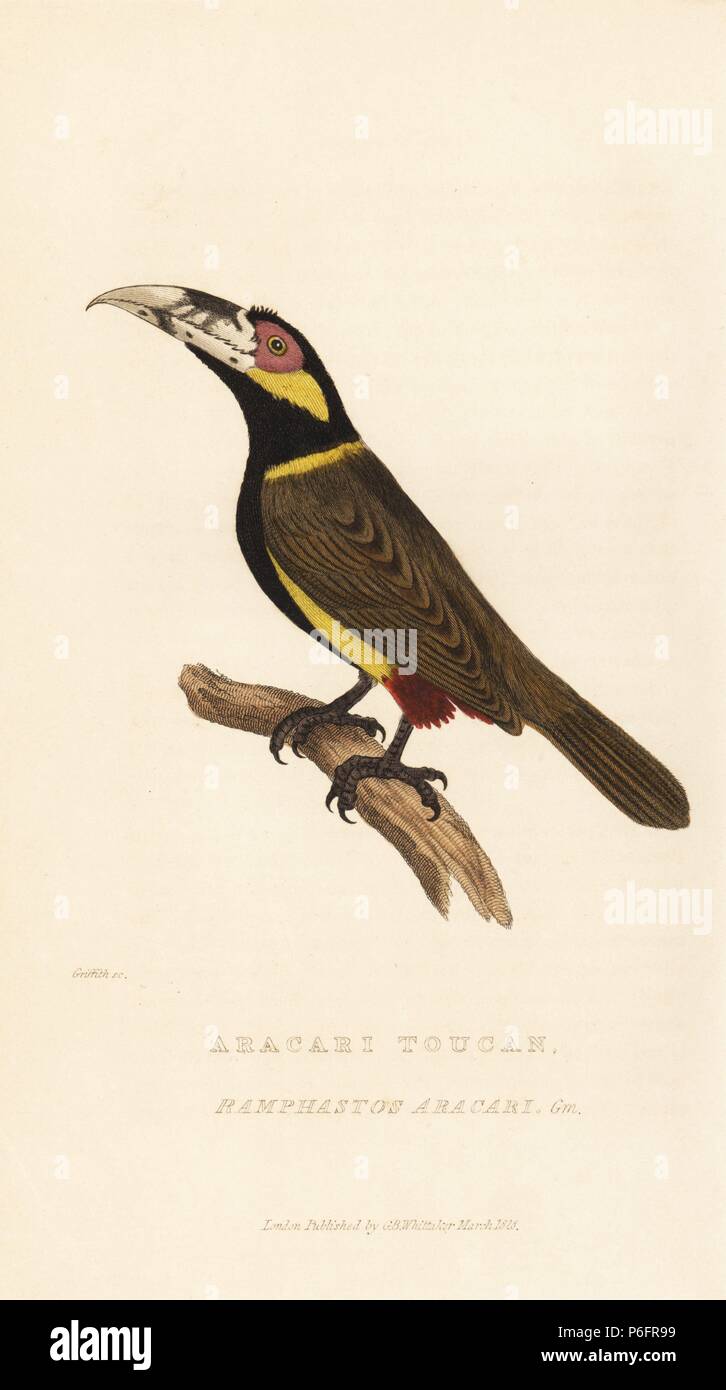 Harriet Griffith High Resolution Stock Photography and Images - Alamy