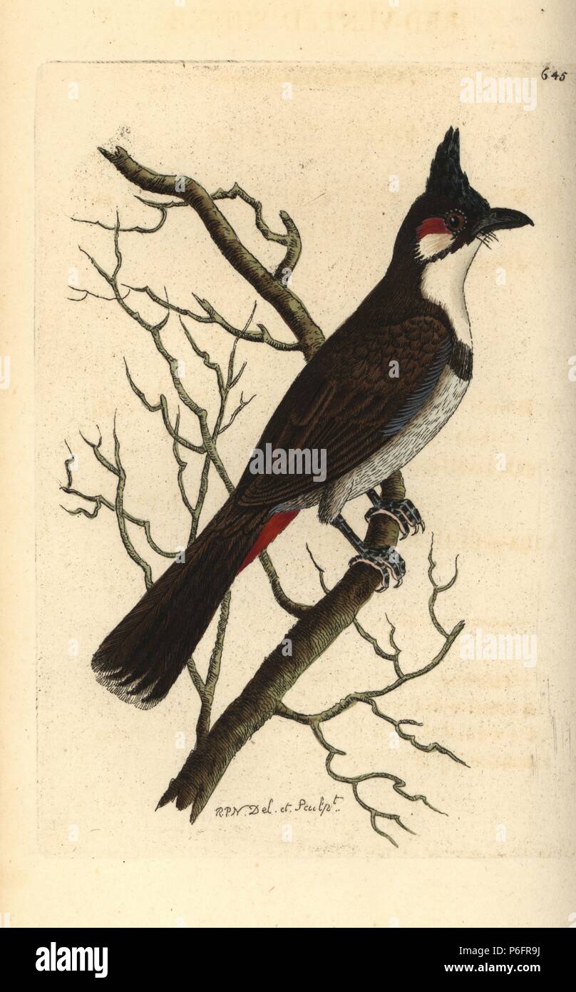 Red-whiskered bulbul, Pycnonotus jocosus (Red-vented shrike, Lanius ...