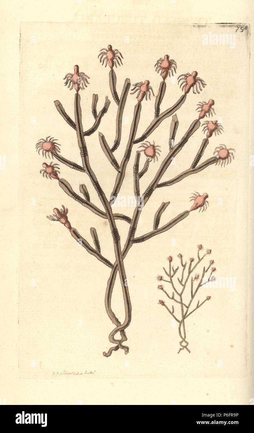 Tree hydroid, Eudendrium ramosum (Twisted tubularia, Tubularia ramosa ...