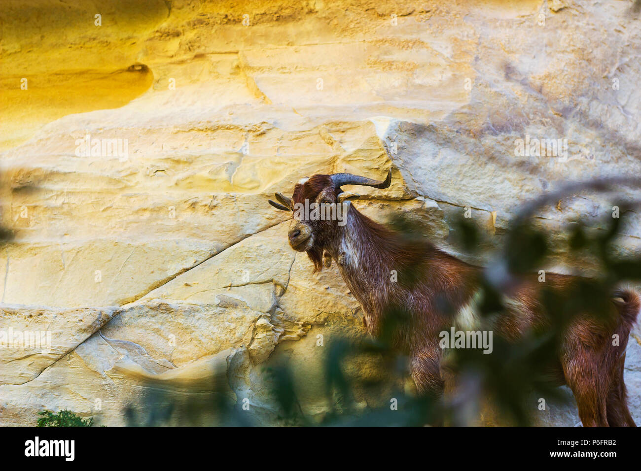 Goat with red eyes hi-res stock photography and images - Alamy