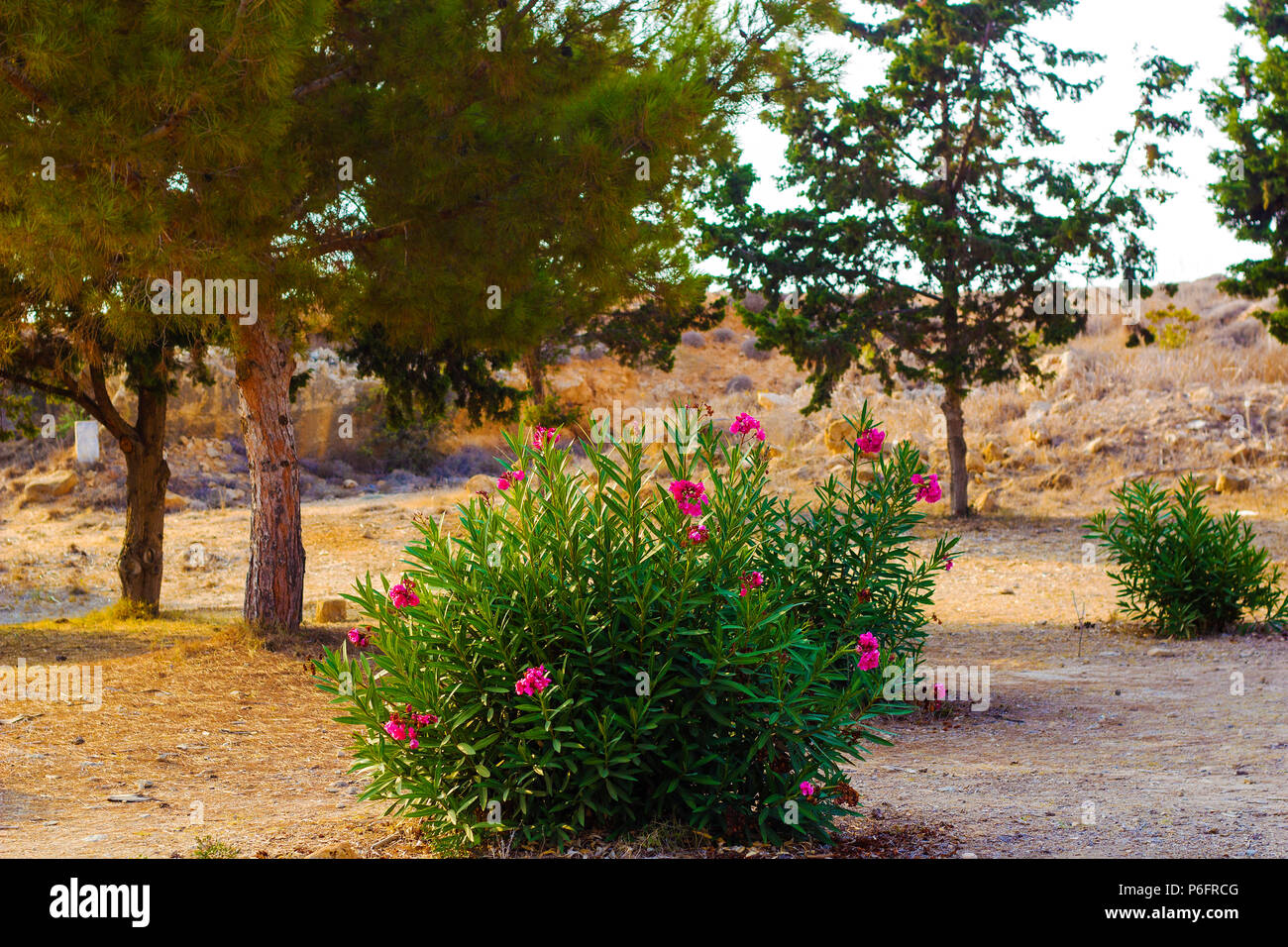 Flowering Nerium oleander bush with pink flowers Stock Photo - Alamy
