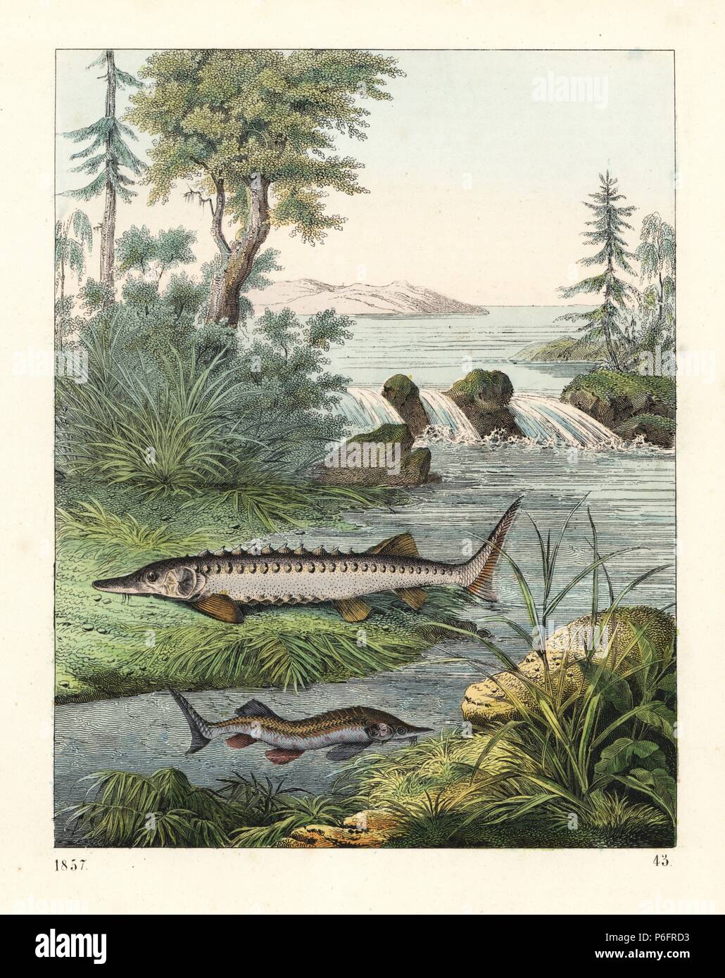 European sea sturgeon, Acipenser sturio (critically endangered), and ...