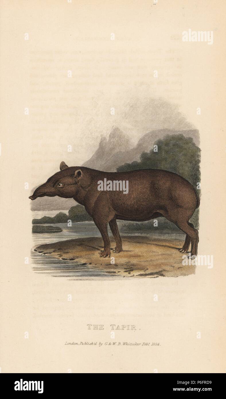 Lowland tapir, Tapirus terrestris. Handcoloured copperplate engraving ...
