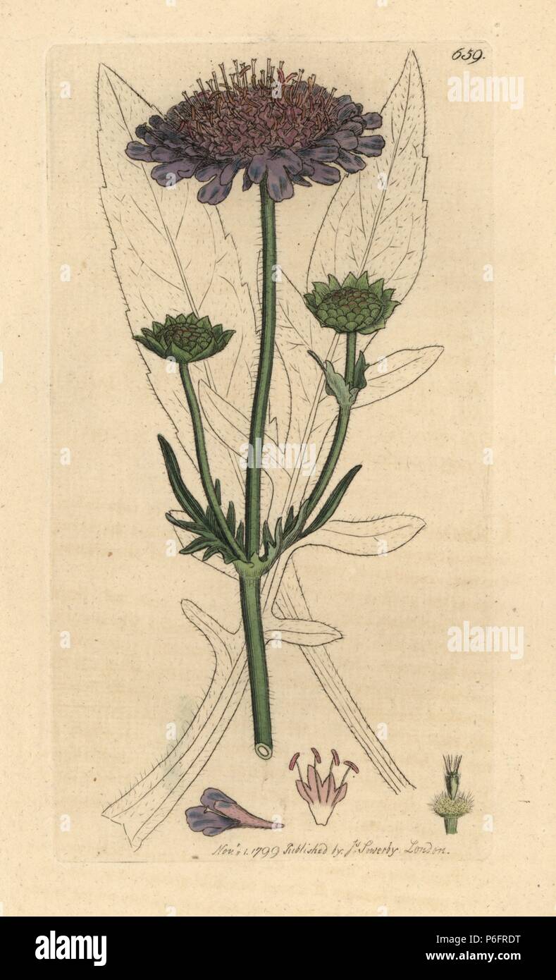 Field scabious drawing hi-res stock photography and images - Alamy