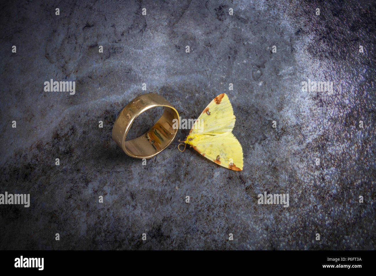 Gold and white butterfly hi-res stock photography and images - Alamy
