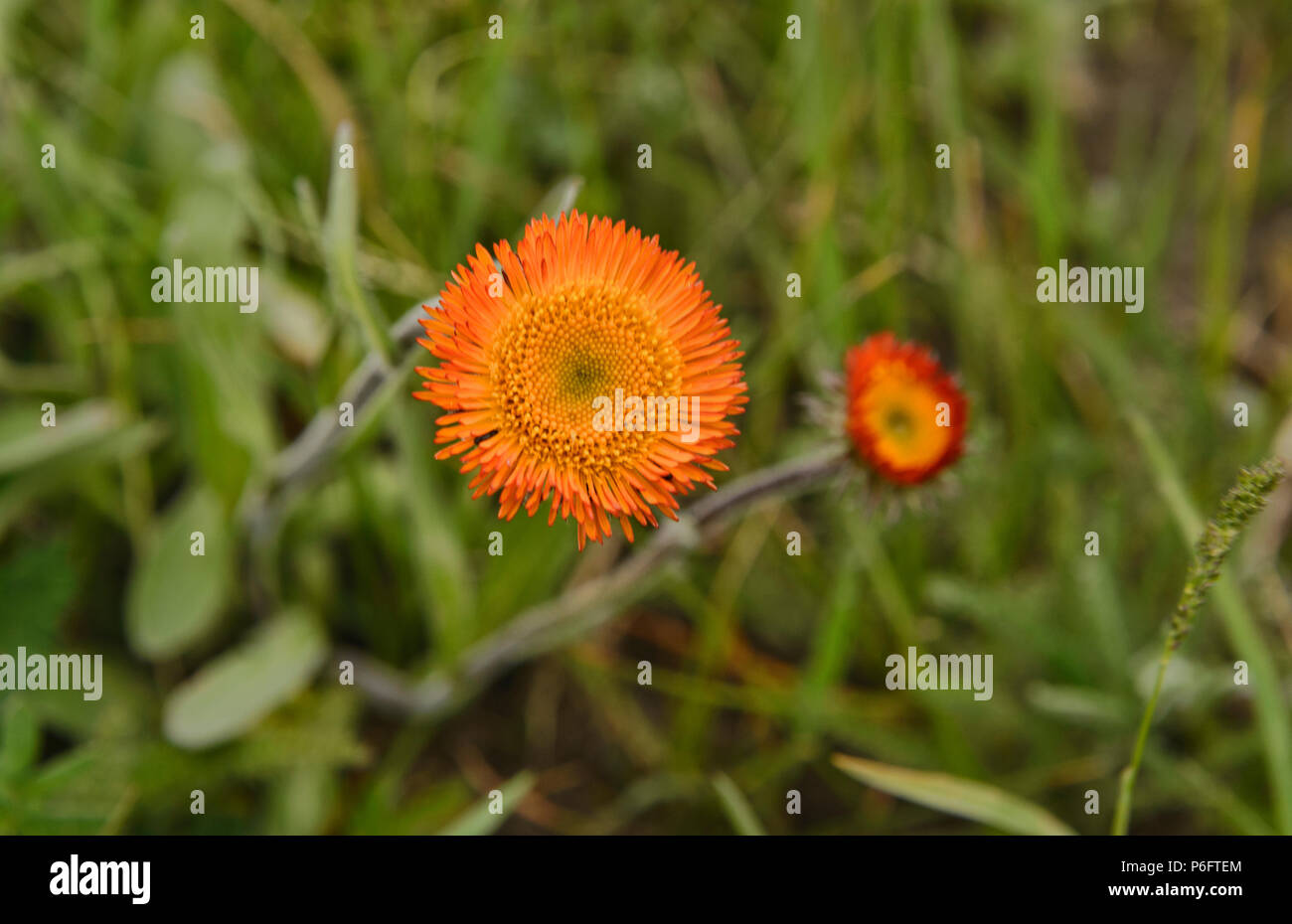 Beautiful wildflower, Narat Grasslands, Xinjiang, China Stock Photo - Alamy