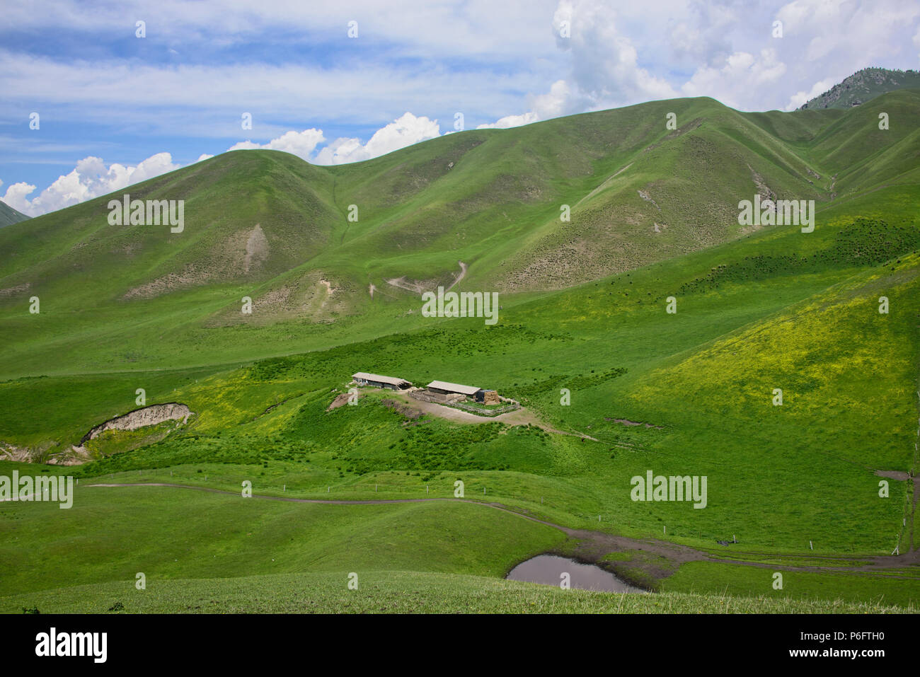 Napping in the grasslands, Narat, Xinjiang, China Stock Photo - Alamy
