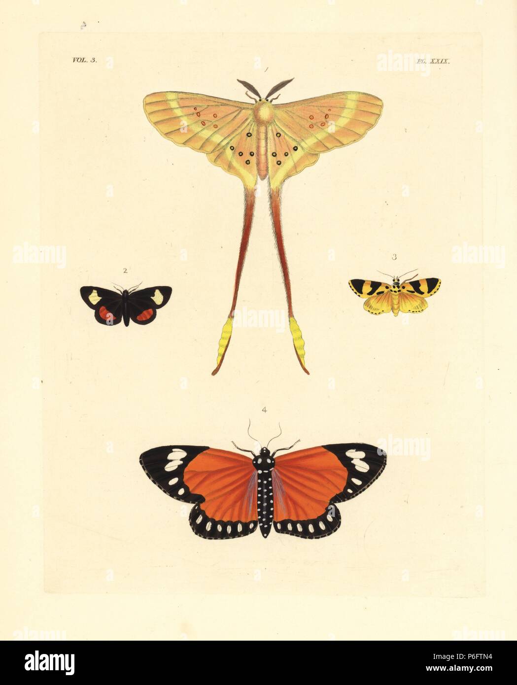 Eustera brachyura silk moth 1, grapevine epimenis, Psychomorpha ...