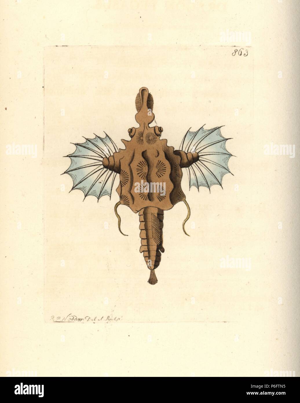 Gamma Draconis Symbol