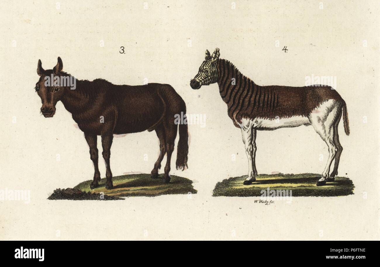 Hybrid mule (stallion and female ass) 3 and extinct quagga, Equus ...