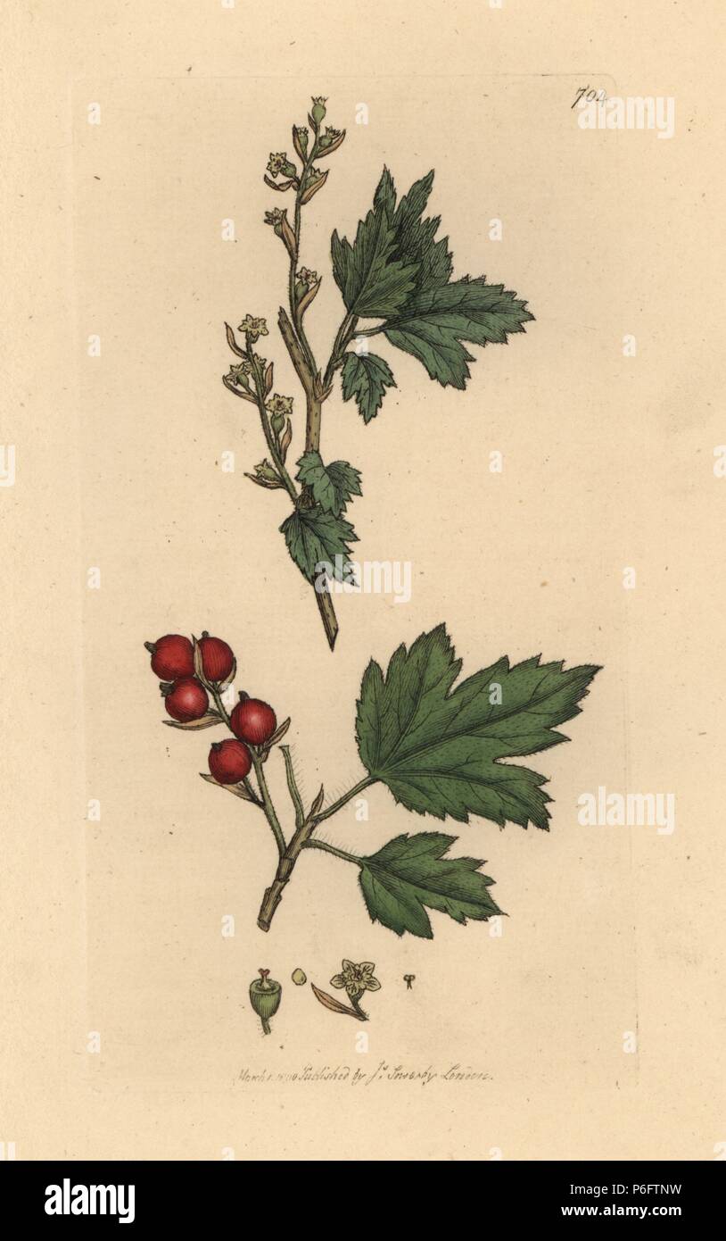 Alpine Currant High Resolution Stock Photography and Images - Alamy