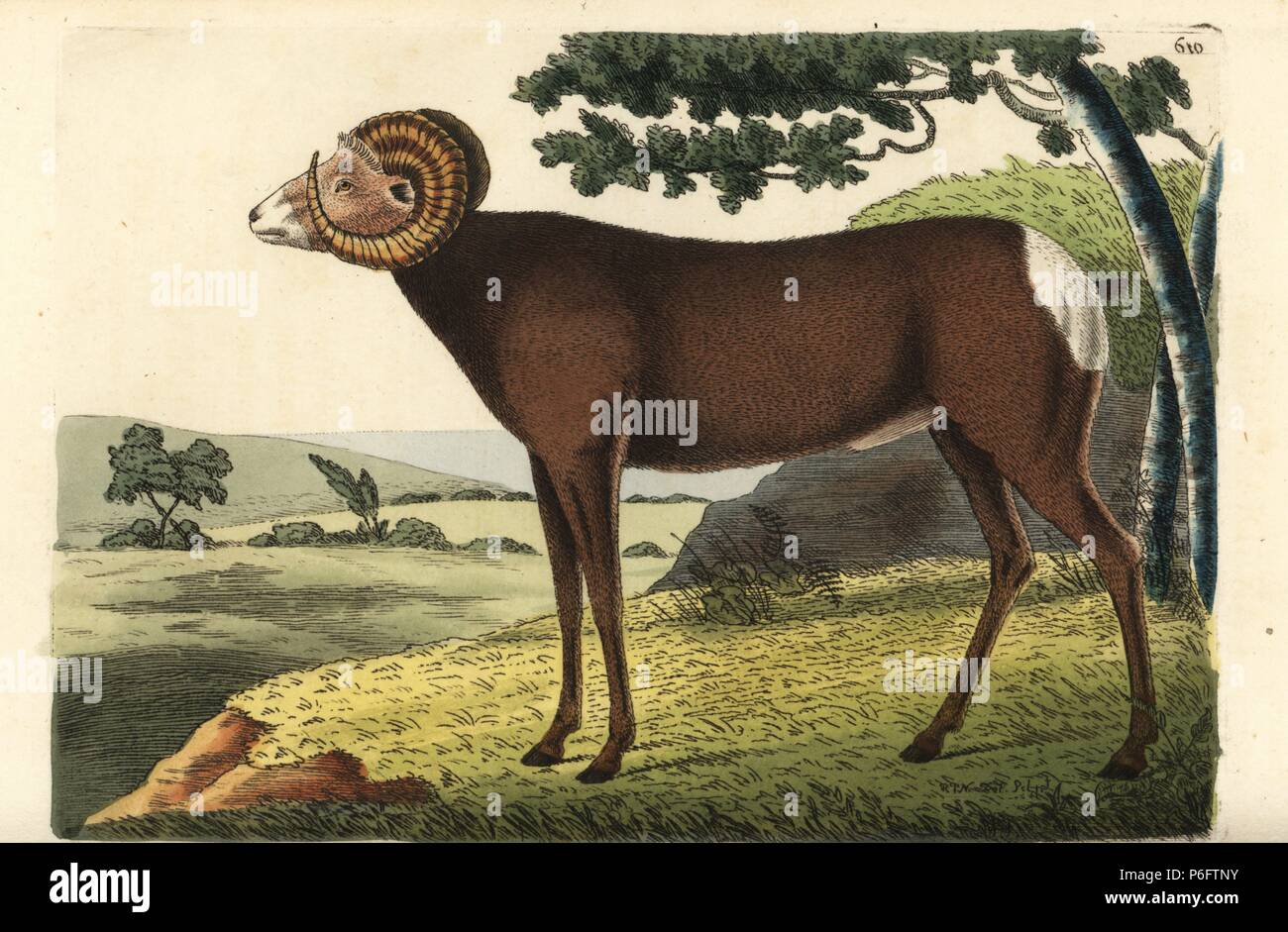 Bighorn sheep or Canadian sheep, Ovis canadensis. Illustration drawn ...