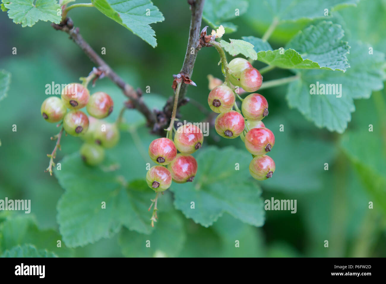 Showing gooseberries hi-res stock photography and images - Alamy