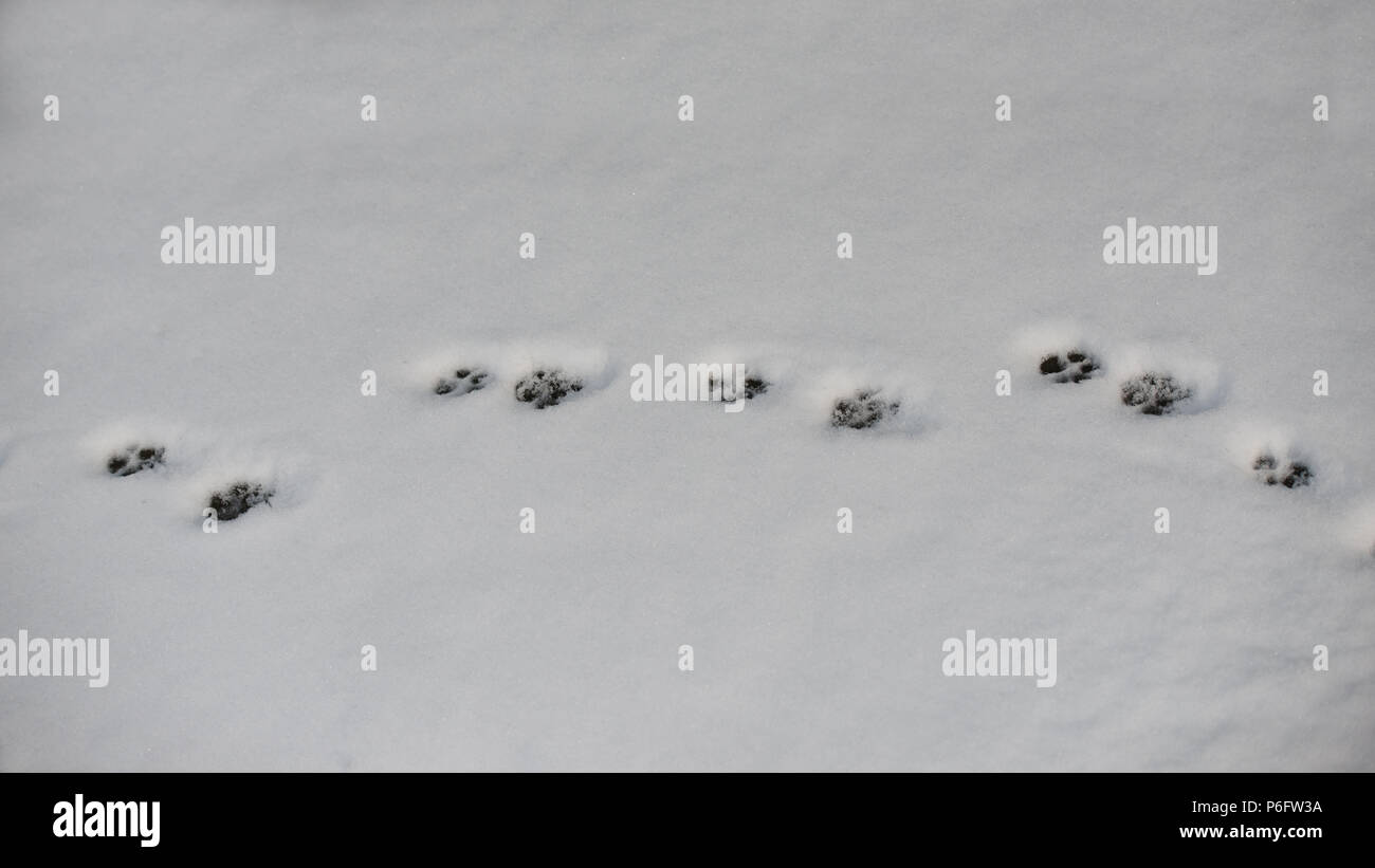 Dog prints in snow hi-res stock photography and images - Alamy