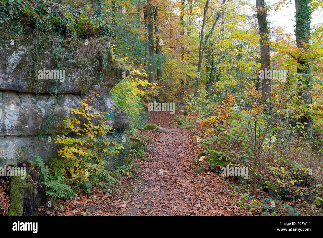 Mullerthal trail Luxembourg hike in autumn Stock Photo - Alamy