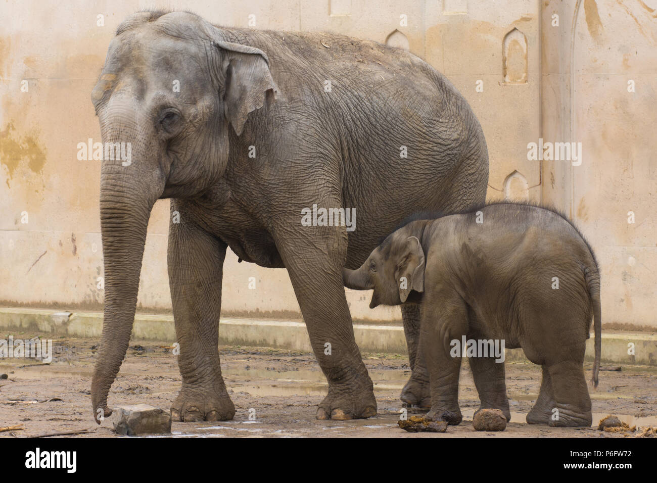 Elephant child hi-res stock photography and images - Alamy