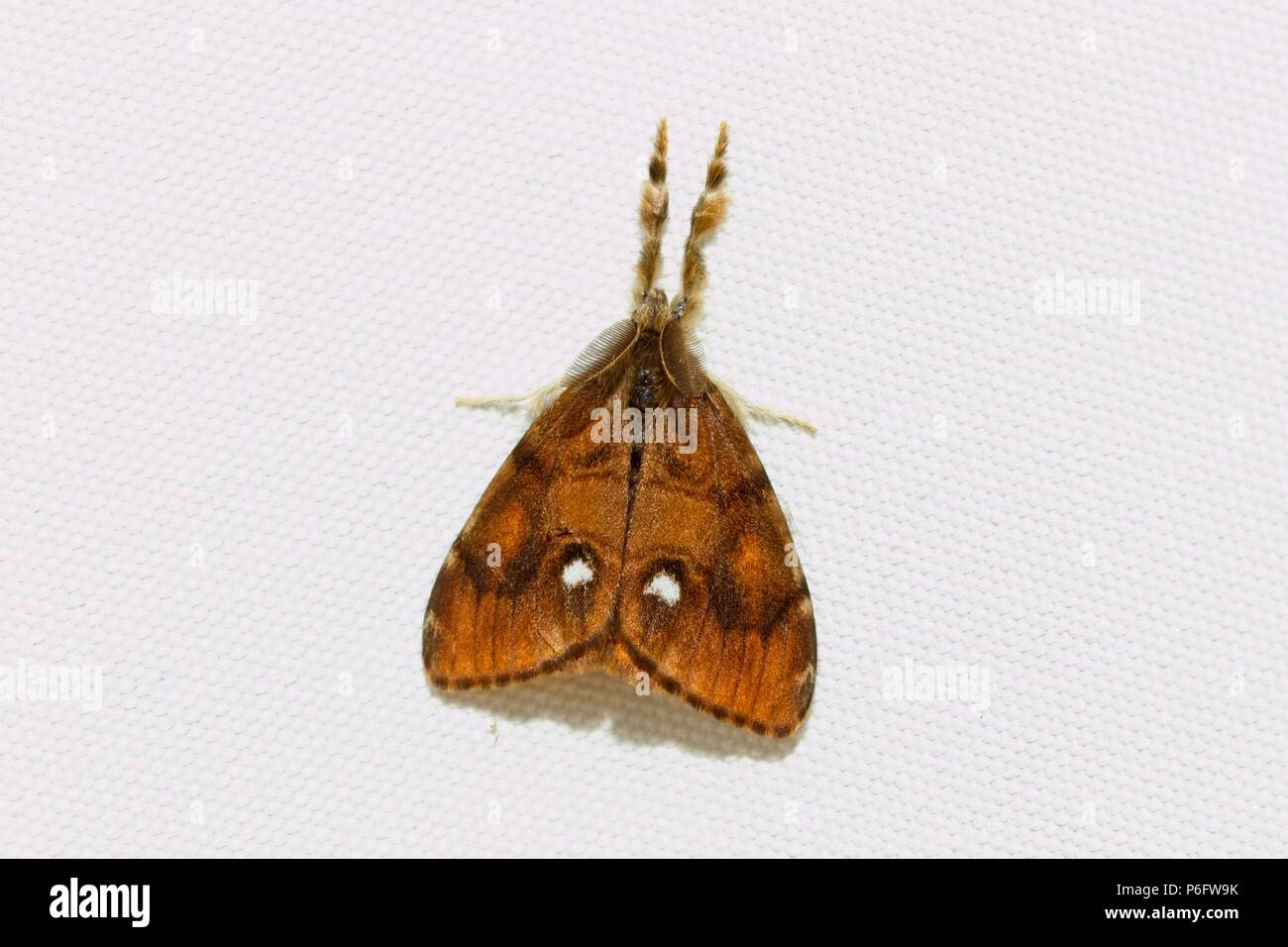 Orgyia antiqua hi-res stock photography and images - Alamy