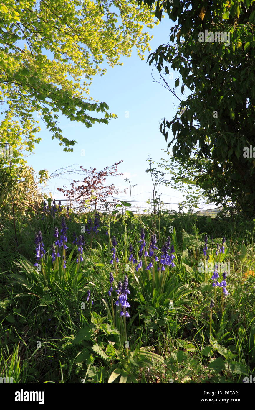 Bluebells in the Countryside Stock Photo - Alamy