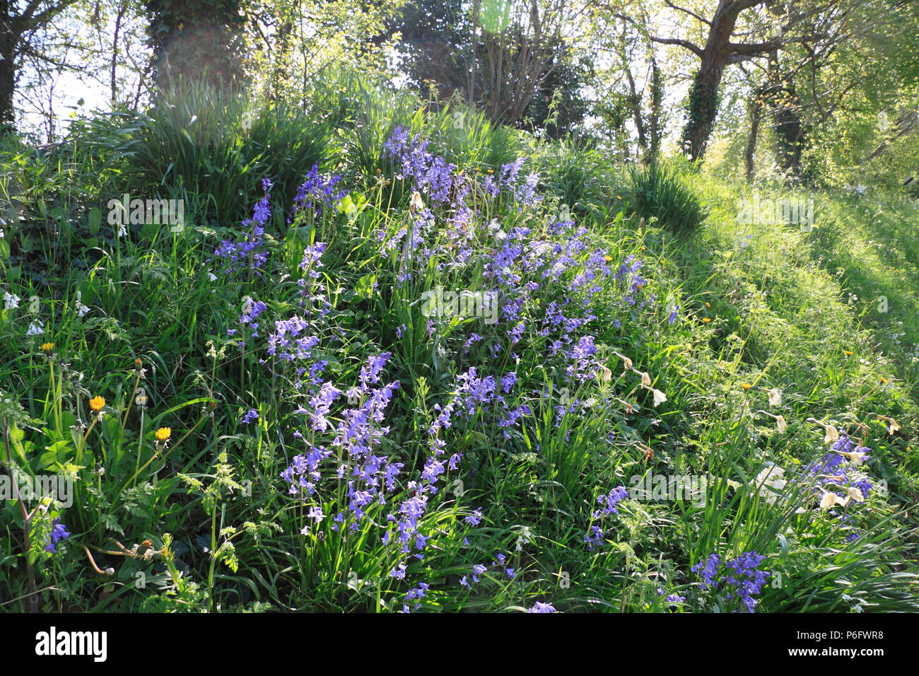 Bluebells in the Countryside Stock Photo - Alamy