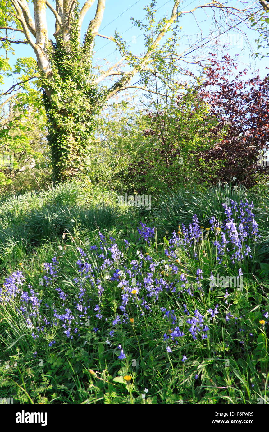 Bluebells in the Countryside Stock Photo - Alamy
