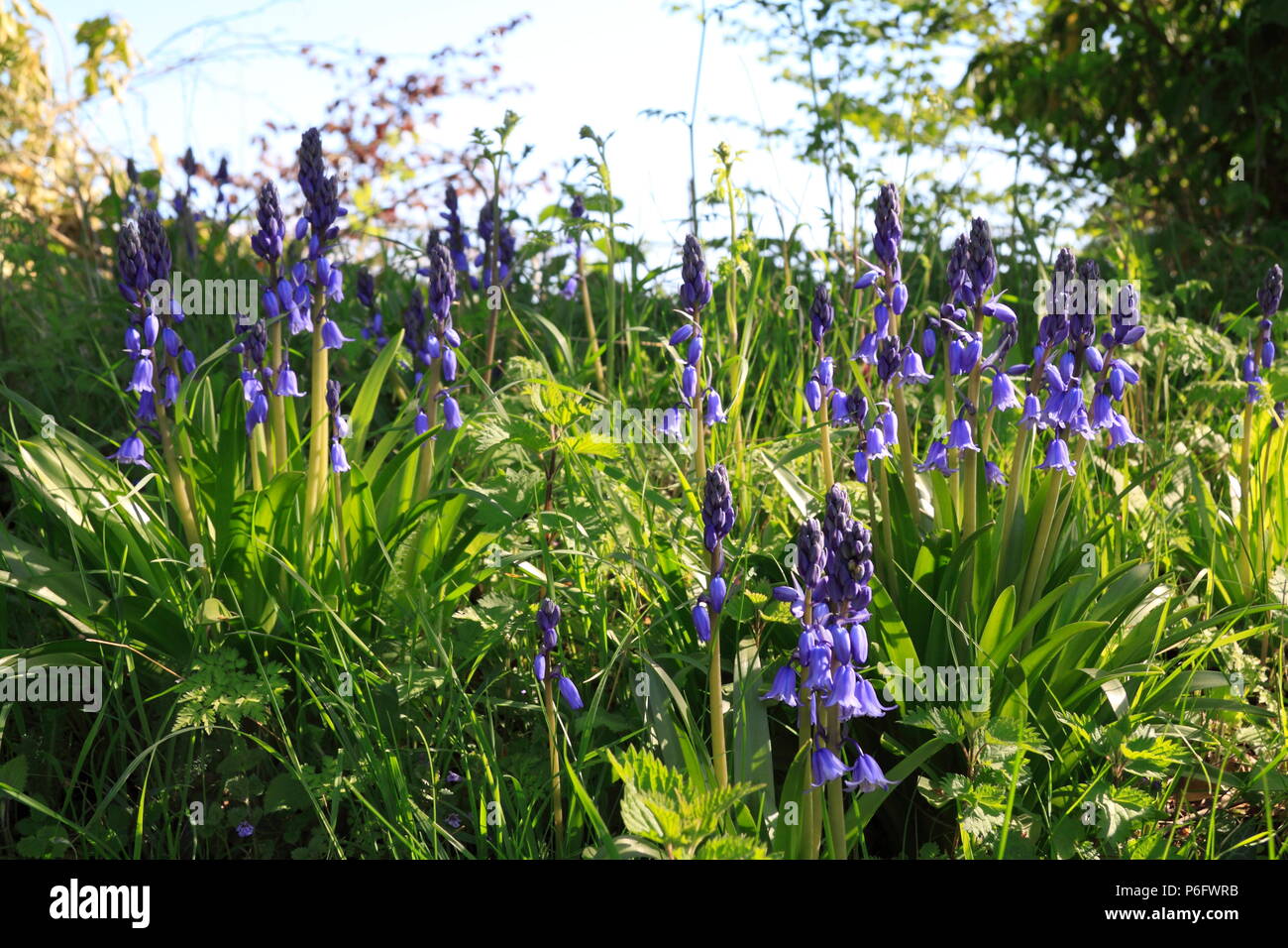 Bluebells in the Countryside Stock Photo - Alamy