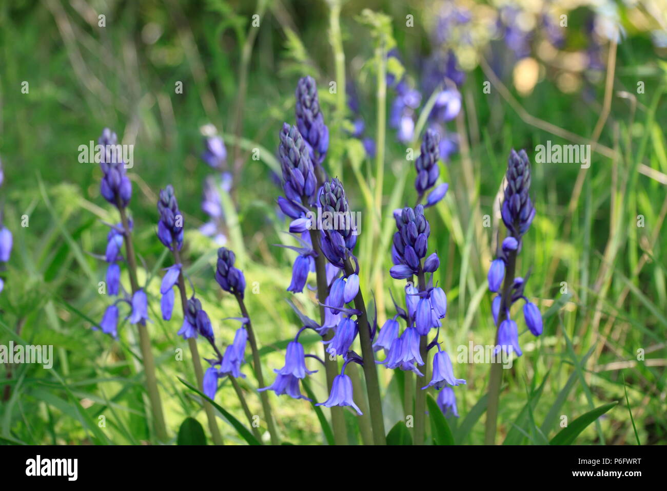 Bluebells in the Countryside Stock Photo - Alamy