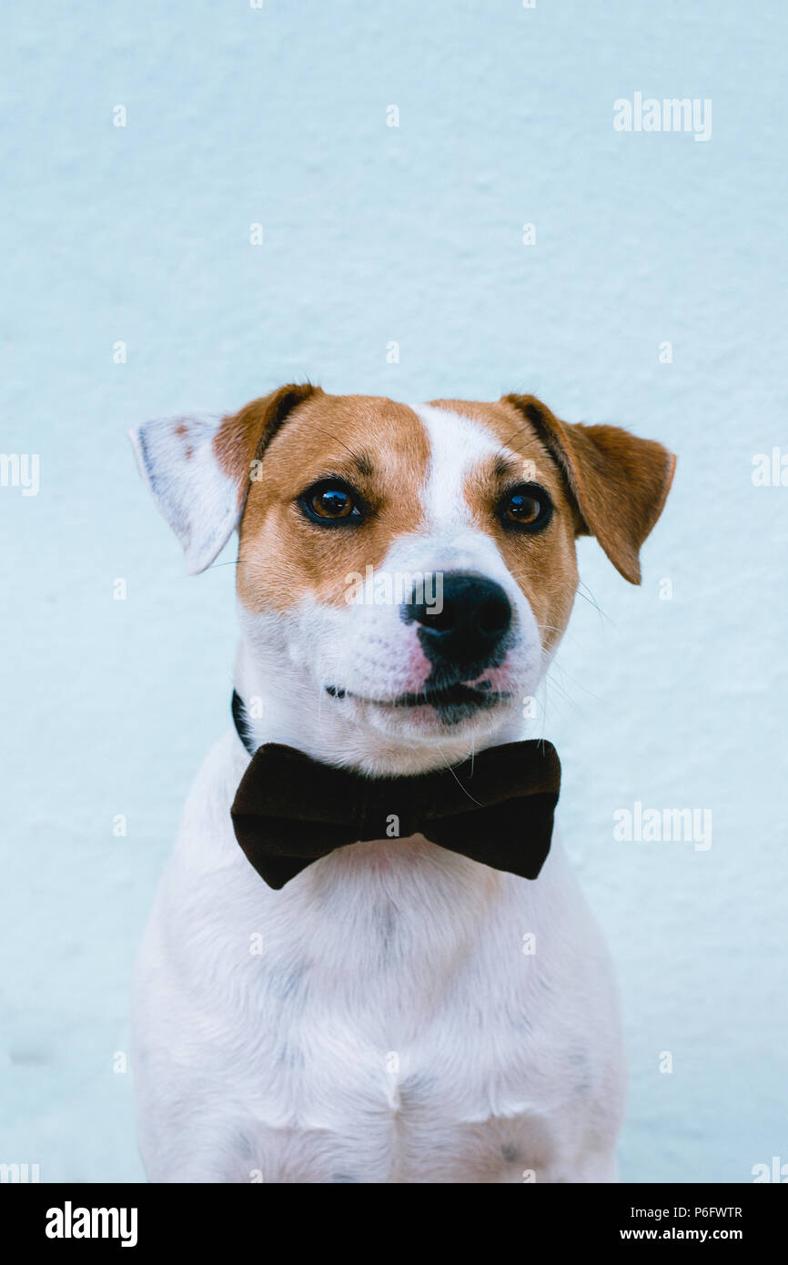 dog with a bow tie is looking into the camera Stock Photo - Alamy