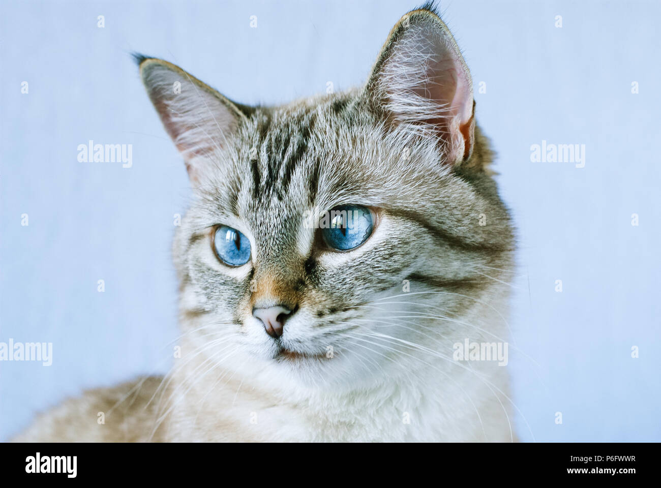 Beautiful tabby cat with big blue eyes Stock Photo - Alamy
