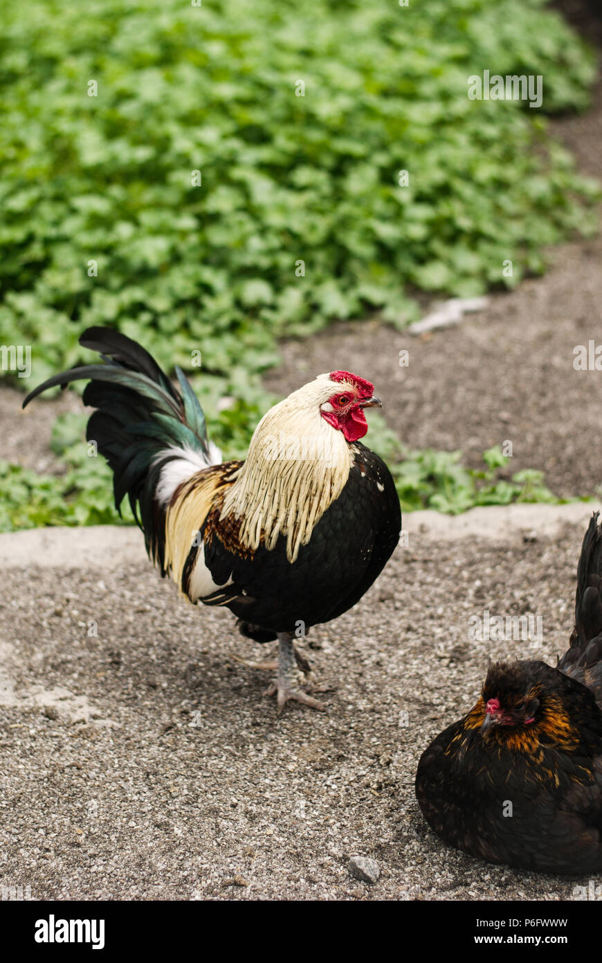 Dwarf rooster and chicken and green plants Stock Photo - Alamy