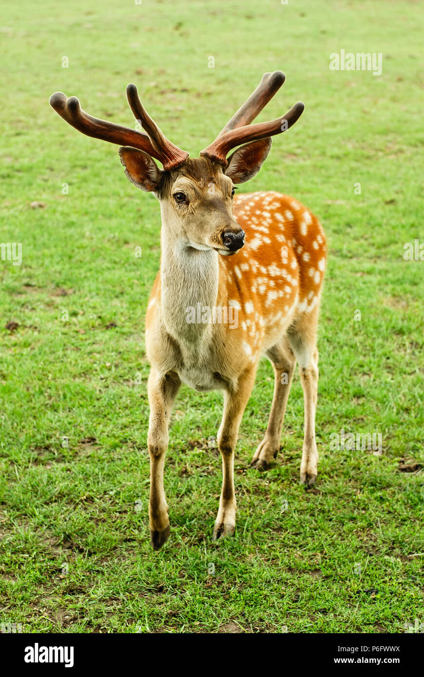 Sika deer male velvet hi-res stock photography and images - Alamy