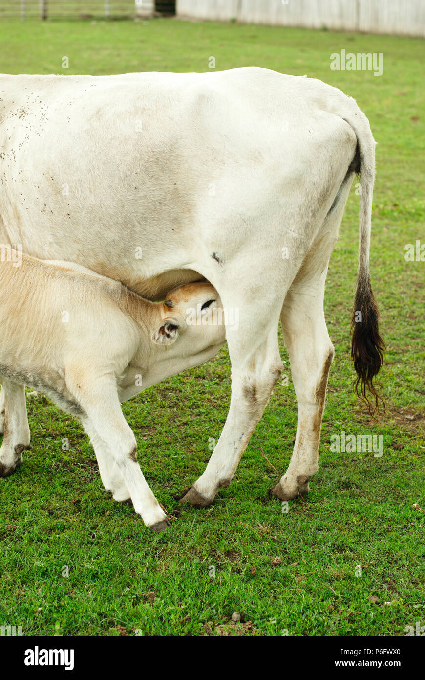 Hungarian cow and calf. A small calf drinks cow's milk Stock Photo - Alamy