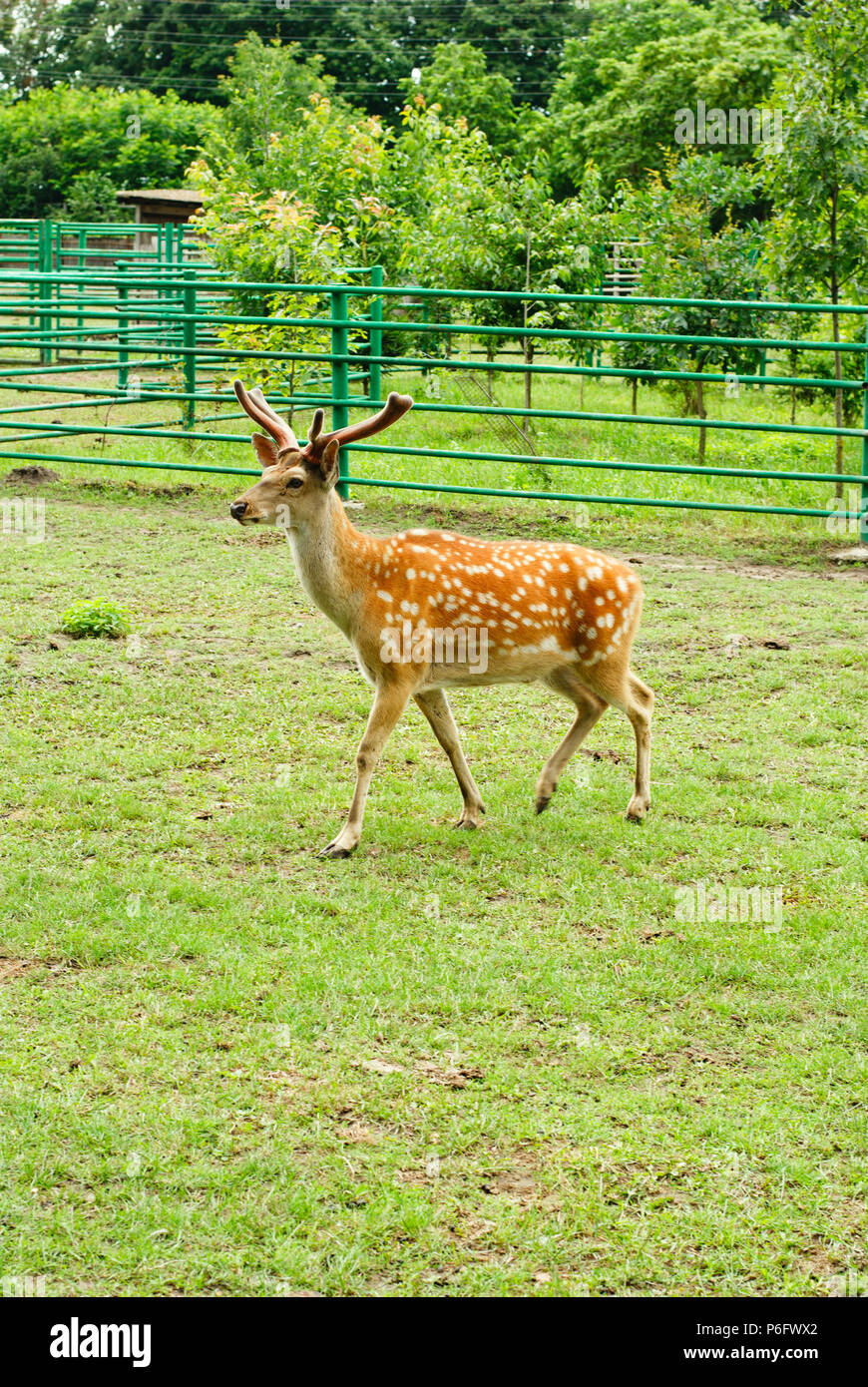 Sika deer male velvet hi-res stock photography and images - Alamy