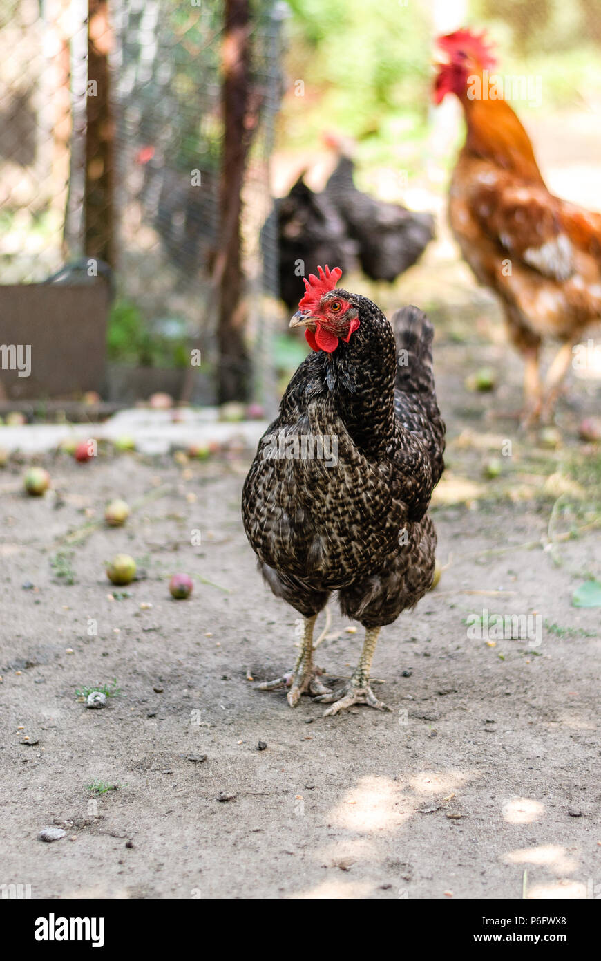 Homemade chickens are walking in the farmyard Stock Photo - Alamy