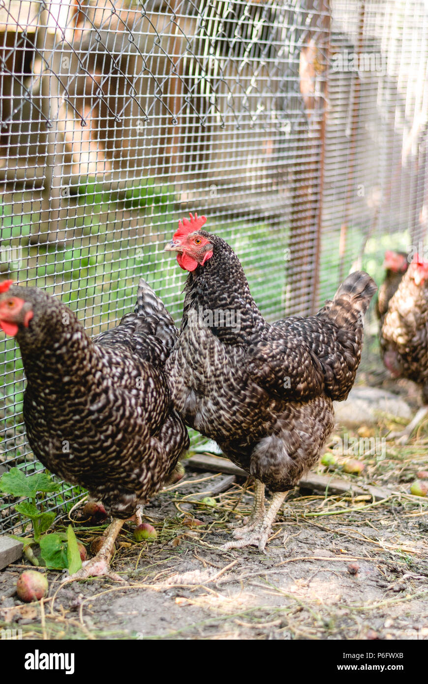 Homemade chickens are walking in the farmyard Stock Photo - Alamy