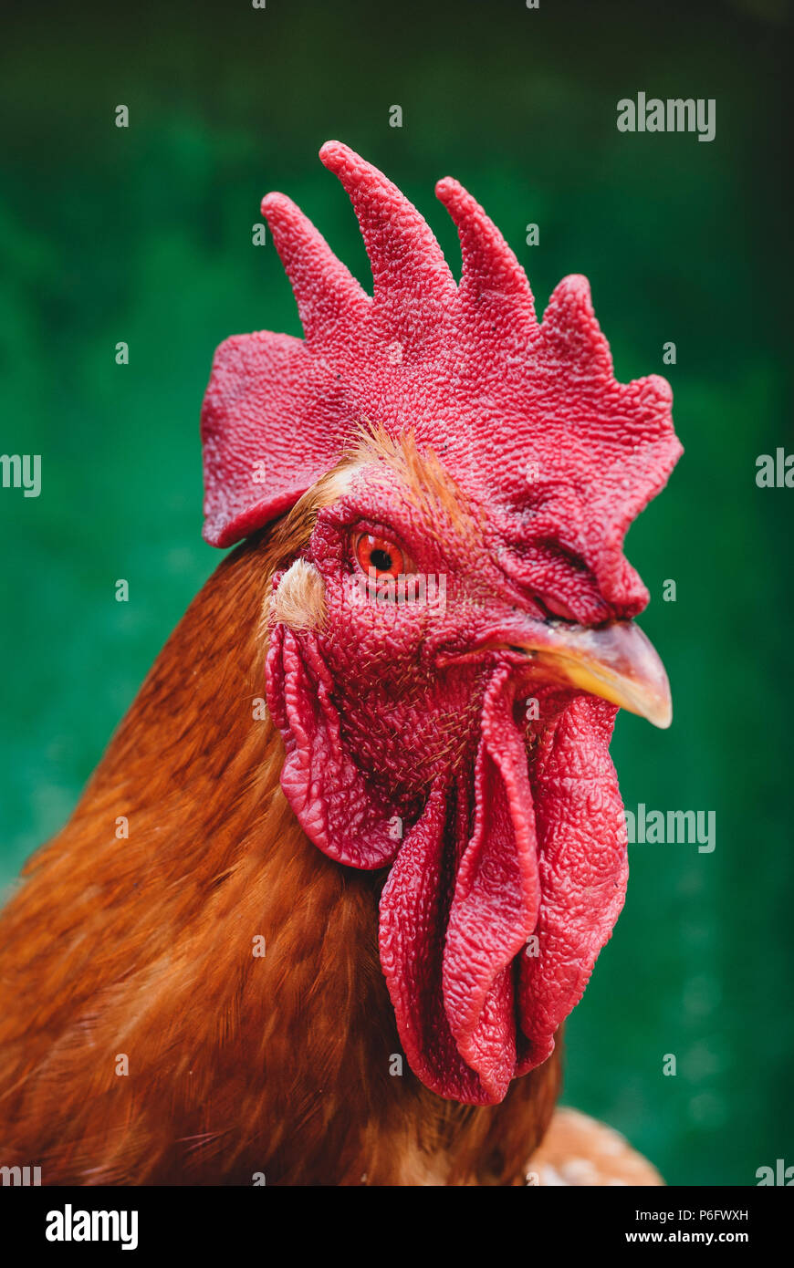 Portrait of a rooster with a red comb on a green background Stock Photo ...
