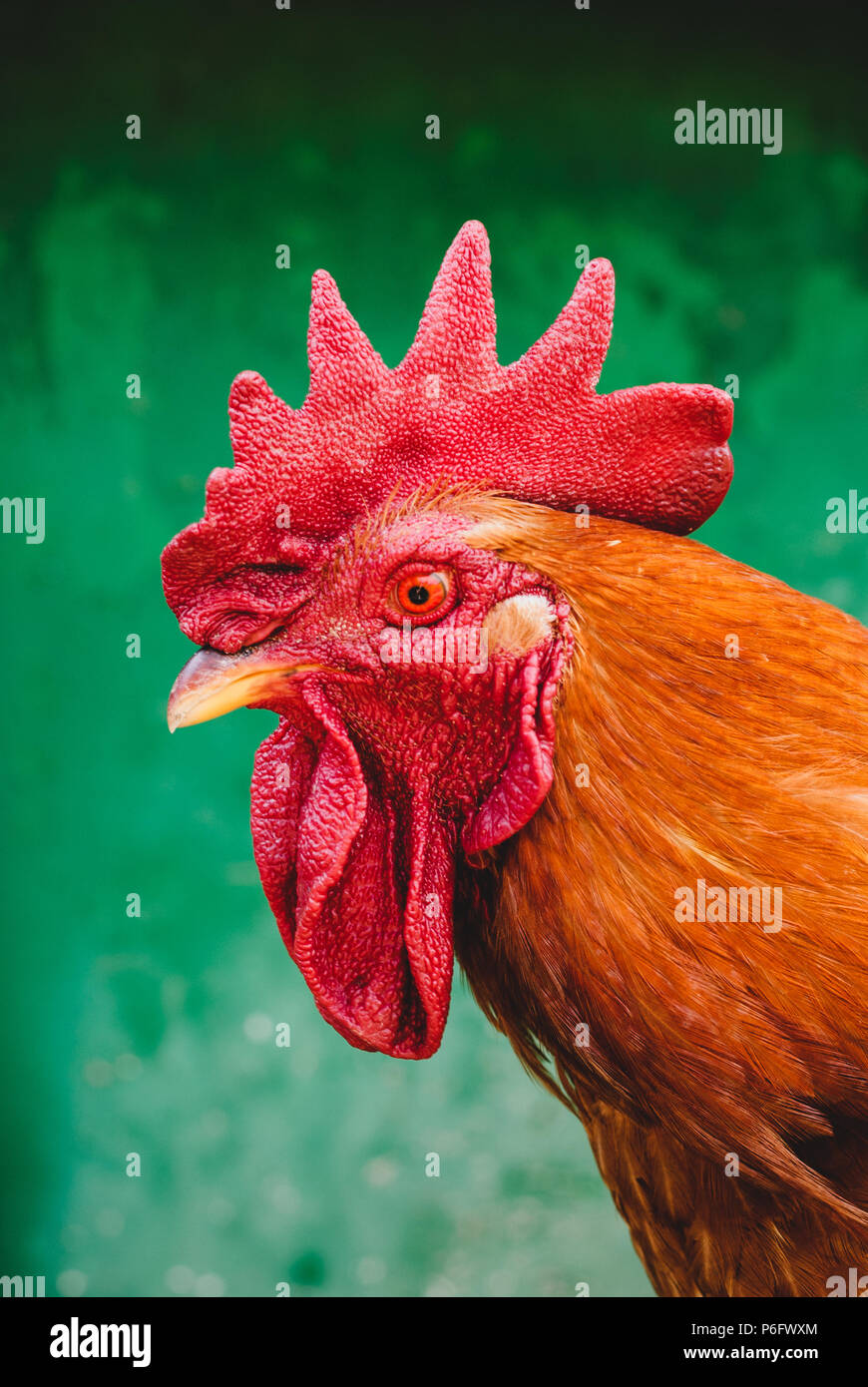 Portrait of a rooster with a red comb on a green background Stock Photo ...