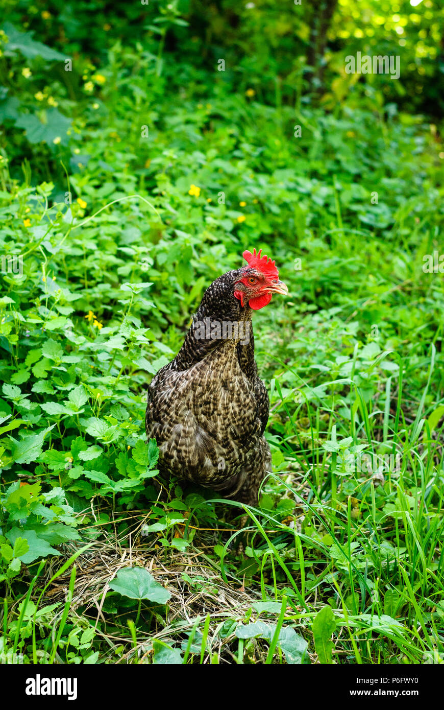 Gray hen walking in the grass on the farm Stock Photo - Alamy