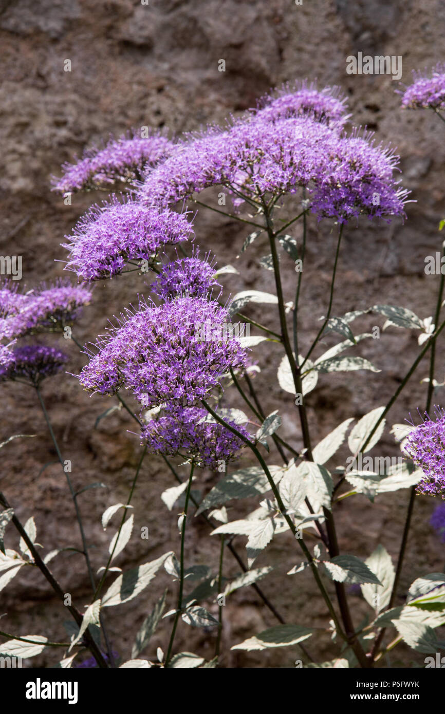 Mediterranean flowers,Botanical garden, Soller, Mallorca, Spain Europe ...