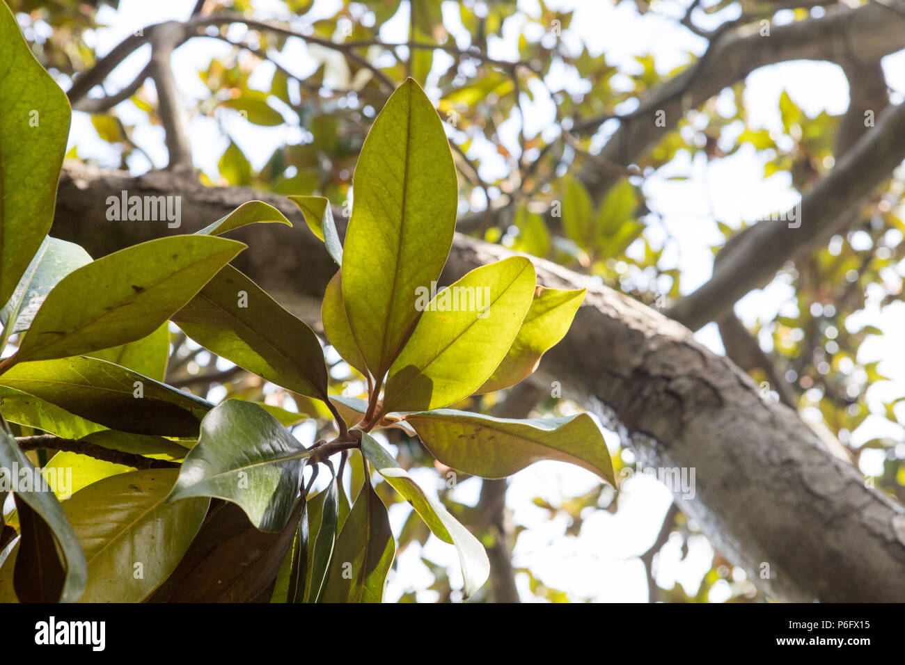 Magnolia grandiflora leaves, , Mediterranean Botanical garden, Soller ...