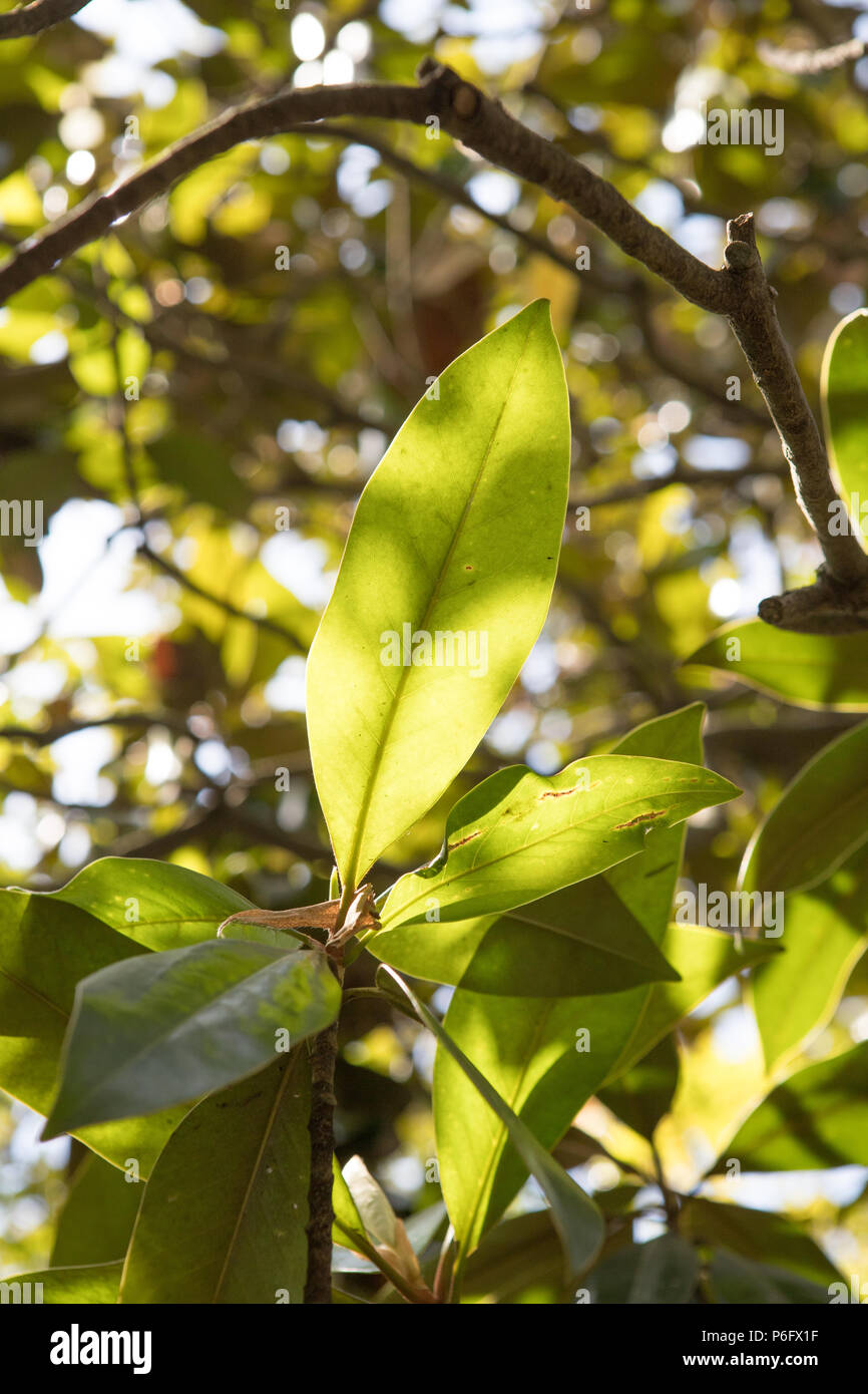 Magnolia grandiflora leaves, , Mediterranean Botanical garden, Soller ...