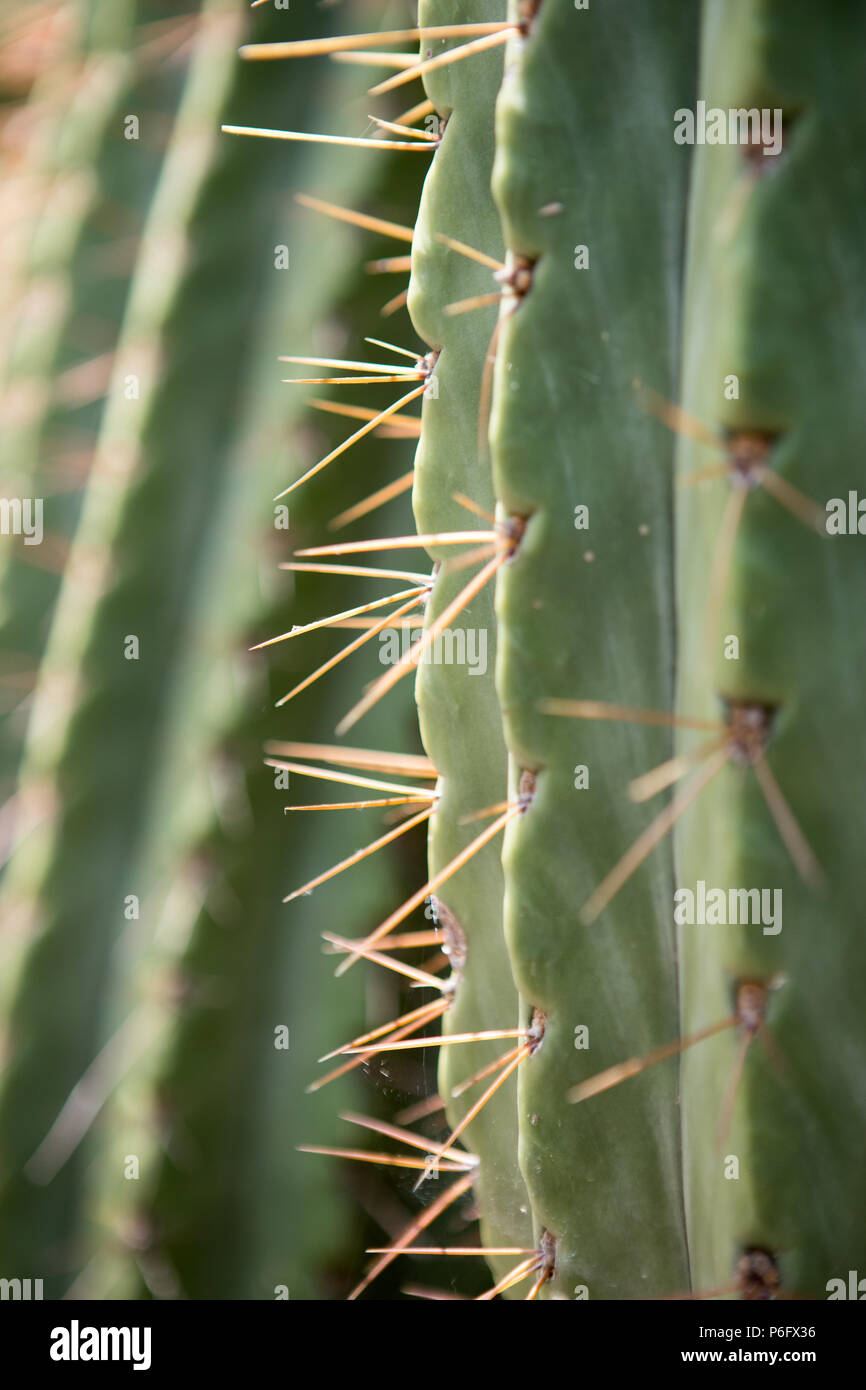 Cactus detail, Stenocereus marginatus, cactacae, Mediterranean ...