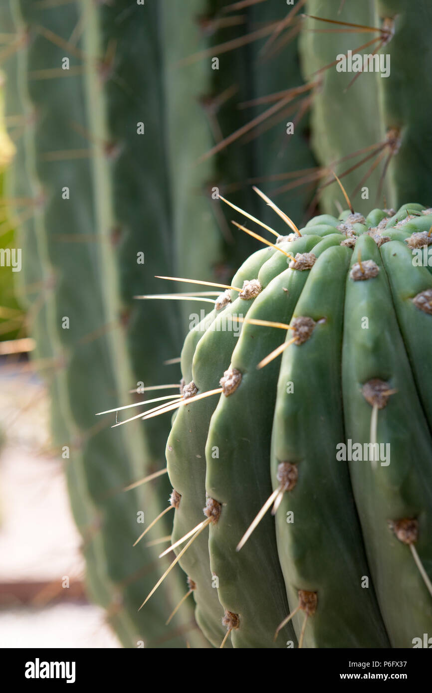 Cactus detail, Stenocereus marginatus, cactacae, Mediterranean ...