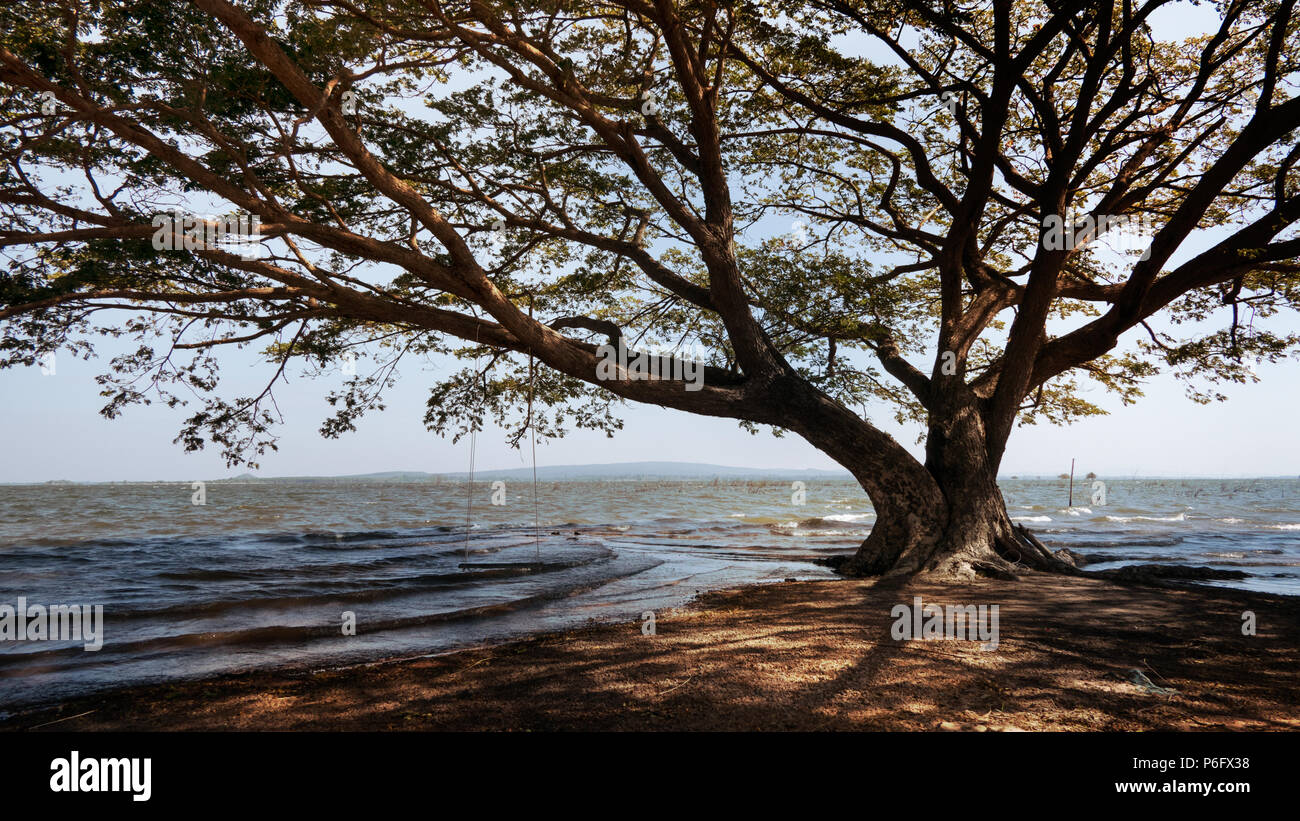 Big tree and seascape background with blue sky , A beautiful nature ...